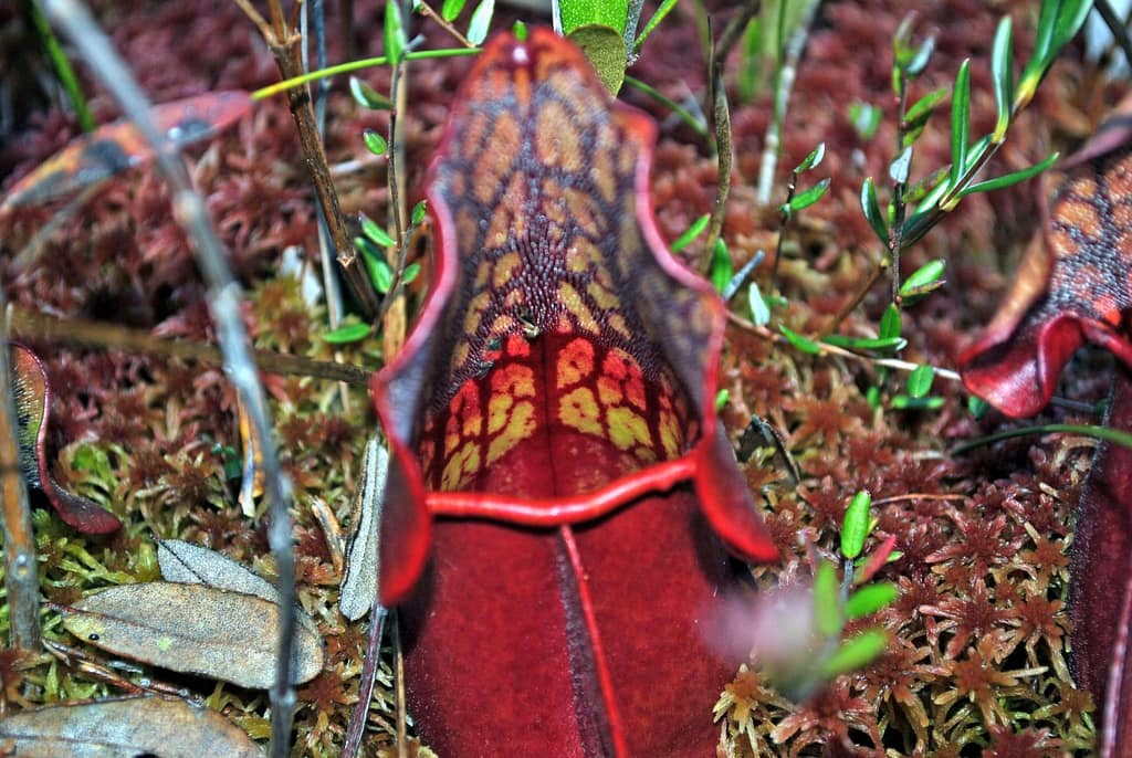 Attenborough’s pitcher plant (Rat-eating plant) – KEN V.