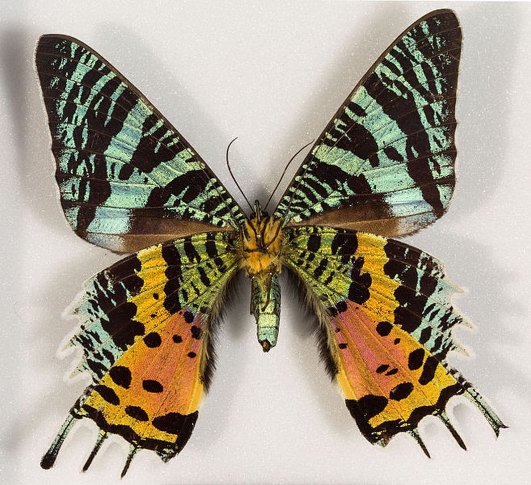 Sunset moth (the most colorful insect) – KEN V.