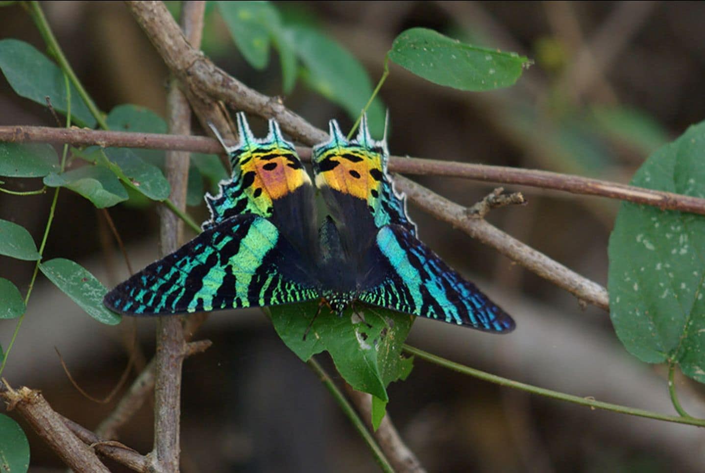 Sunset moth (the most colorful insect) – KEN V.