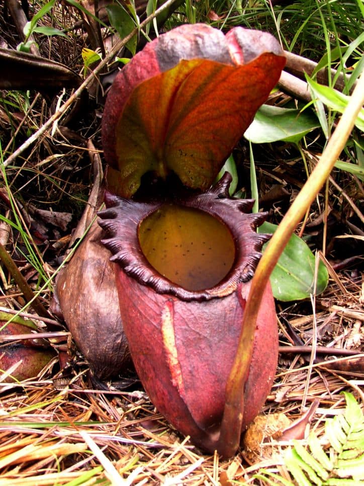 Attenborough’s pitcher plant (Rat-eating plant) – KEN V.